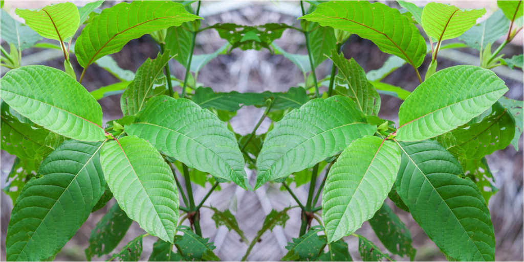 Kratom May Have Therapeutic Effects And Relatively Low Potential For ...