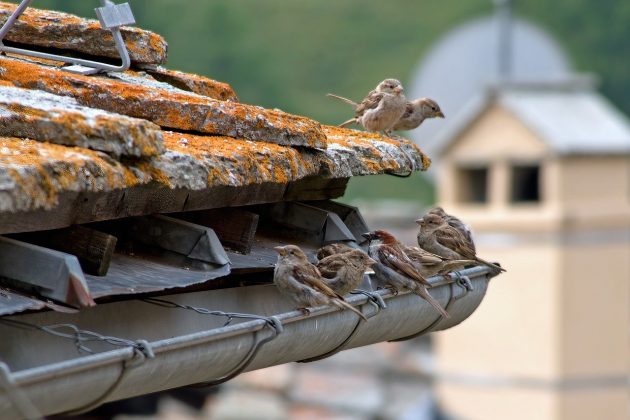 Roof Pests: Ways To Deal And Protect Your Roof From Pests - The ...