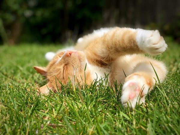 5 Pet Essentials For a Happy Cat - The European Business Review
