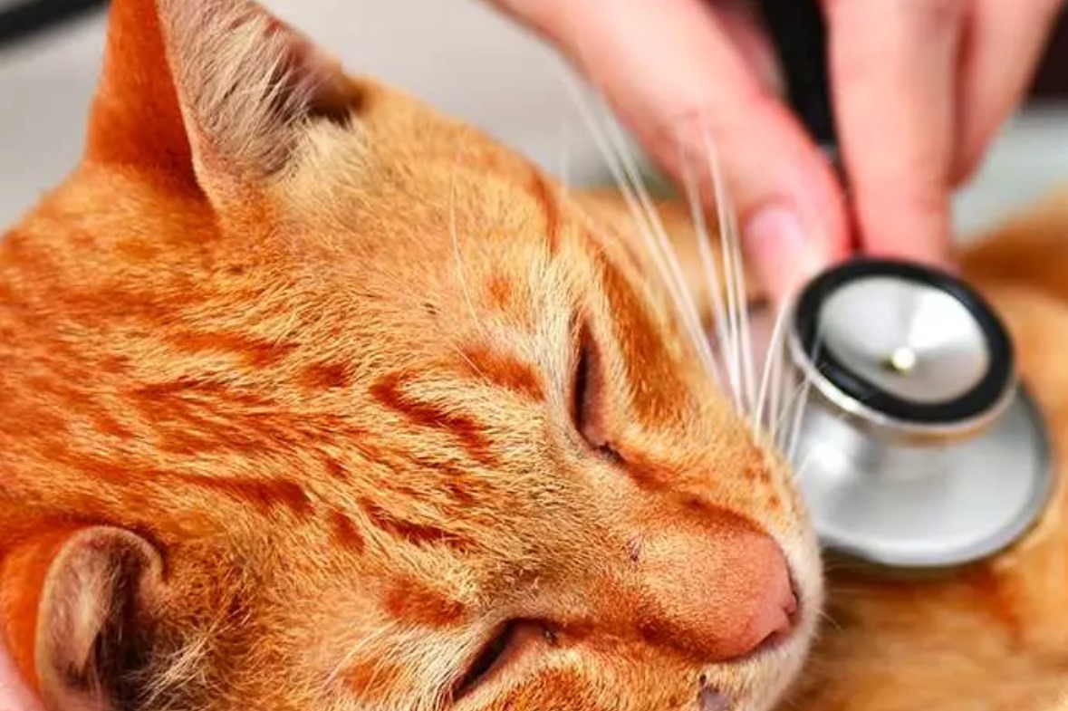 Managing Cat Health Issues With Specialized Cat Diets The European Managing Cat Health Issues With Specialized Cat Diets The European
