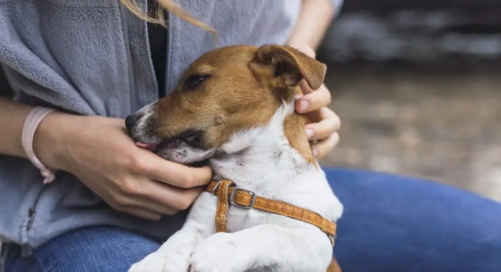 Why Having Dog Bite Insurance Is Important - The European Business Review