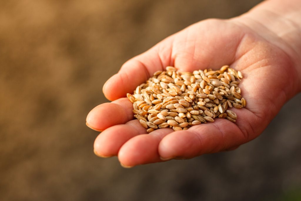 Essential Criteria for Selecting a Reliable Seed Bank - The Complete ...